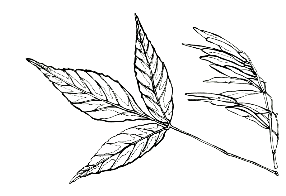 Ash Leaf Outline