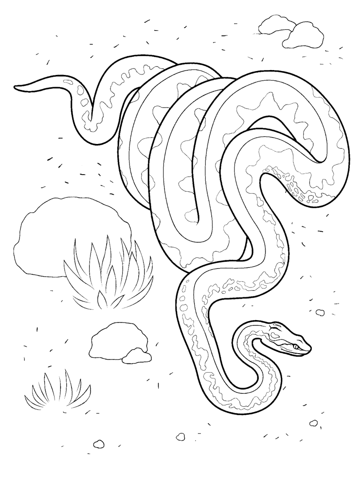 Burmese Python Coloring Page Coloring Pages